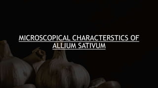 ALLIUM SATIVUM.pptx