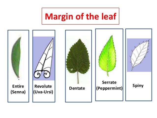 All leaf