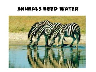 All living things need water | PPTX
