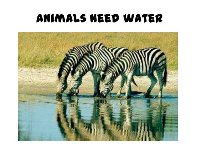 All living things need water | PPTX