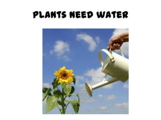All living things need water | PPTX