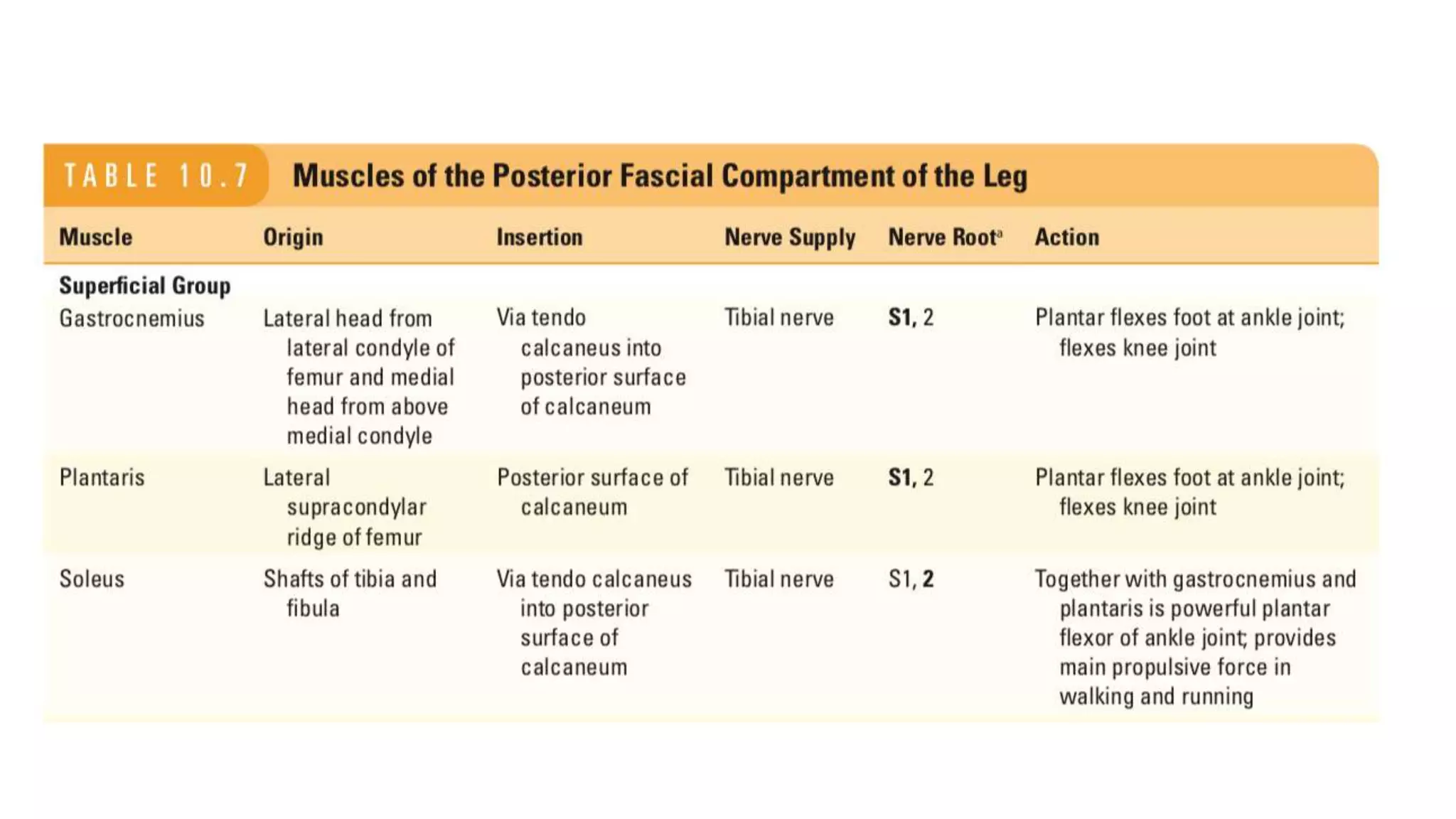 All muscles of upper and lower limbs MSS block | PPT
