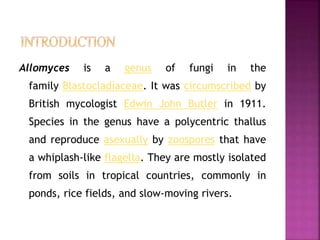 Allomyces | PPTX