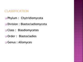 Allomyces | PPTX