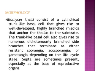 Allomyces | PPTX