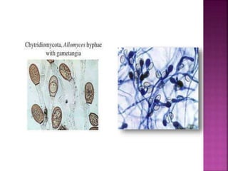 Allomyces | PPTX