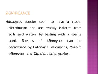 Allomyces | PPTX