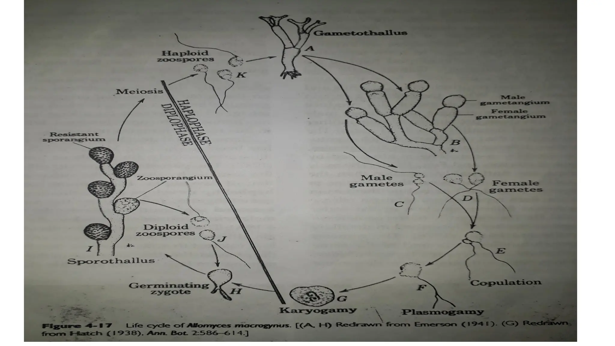 Allomyces classification,Introduction,Life Cycle.pdf