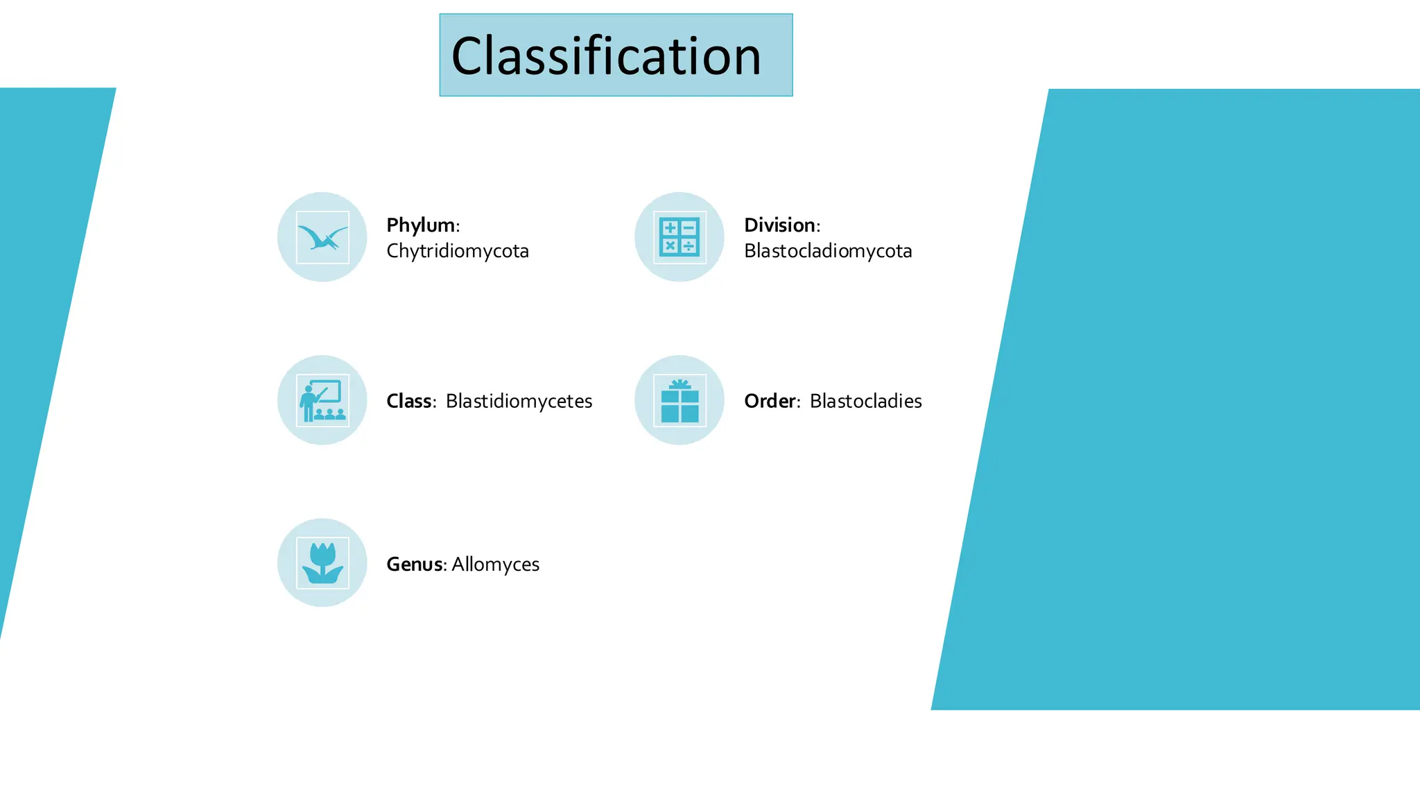 Allomyces classification,Introduction,Life Cycle.pdf