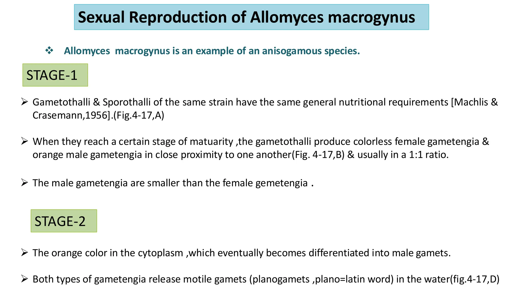 Allomyces classification,Introduction,Life Cycle.pdf