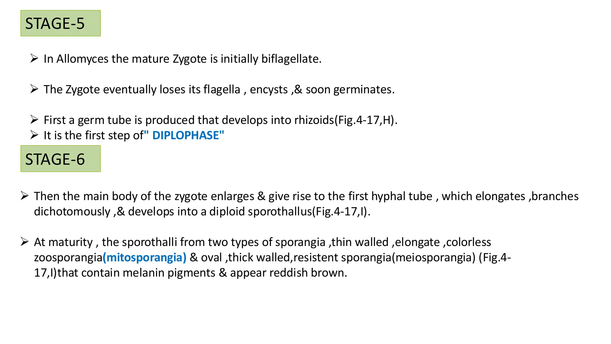 Allomyces classification,Introduction,Life Cycle.pdf