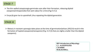Allomyces classification,Introduction,Life Cycle.pdf