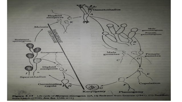 Allomyces classification,Introduction,Life Cycle.pdf