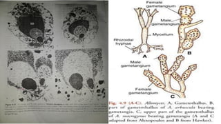 Allomyces classification,Introduction,Life Cycle.pdf
