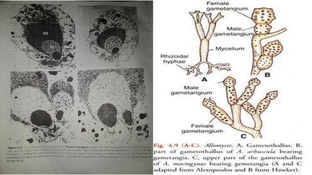 Allomyces classification,Introduction,Life Cycle.pdf