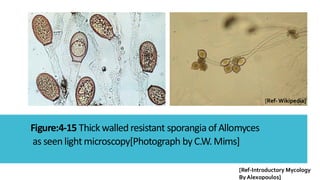 Allomyces classification,Introduction,Life Cycle.pdf
