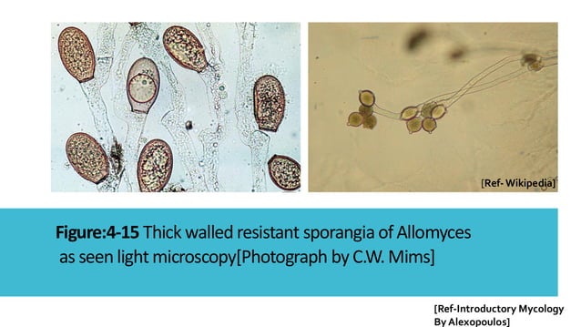 Allomyces classification,Introduction,Life Cycle.pdf