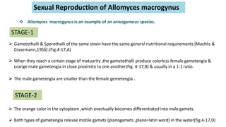 Allomyces classification,Introduction,Life Cycle.pdf