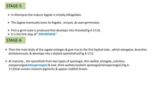 Allomyces classification,Introduction,Life Cycle.pdf
