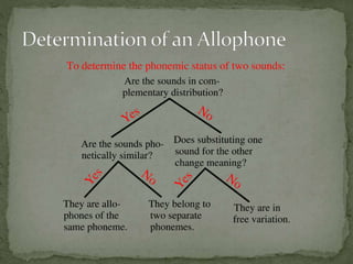 Allophone presentation | PPTX