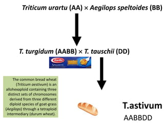 Allopolyploid | PPTX