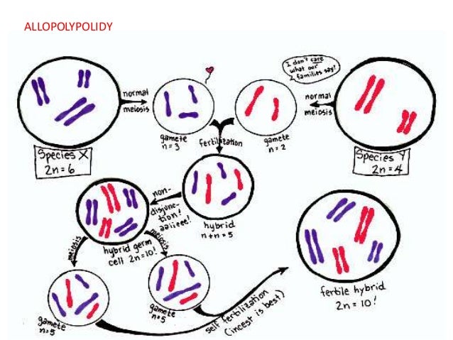 Autopolyploidy