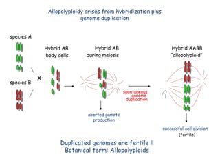 Allopolyploid | PPTX