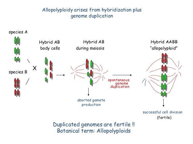 Allopolyploid