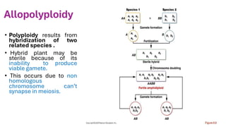 Cytogenetics, Allopolyploids in plants and nature | PDF