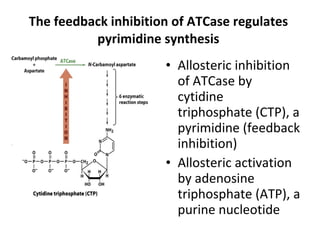 Allosteric inhibition | PPT