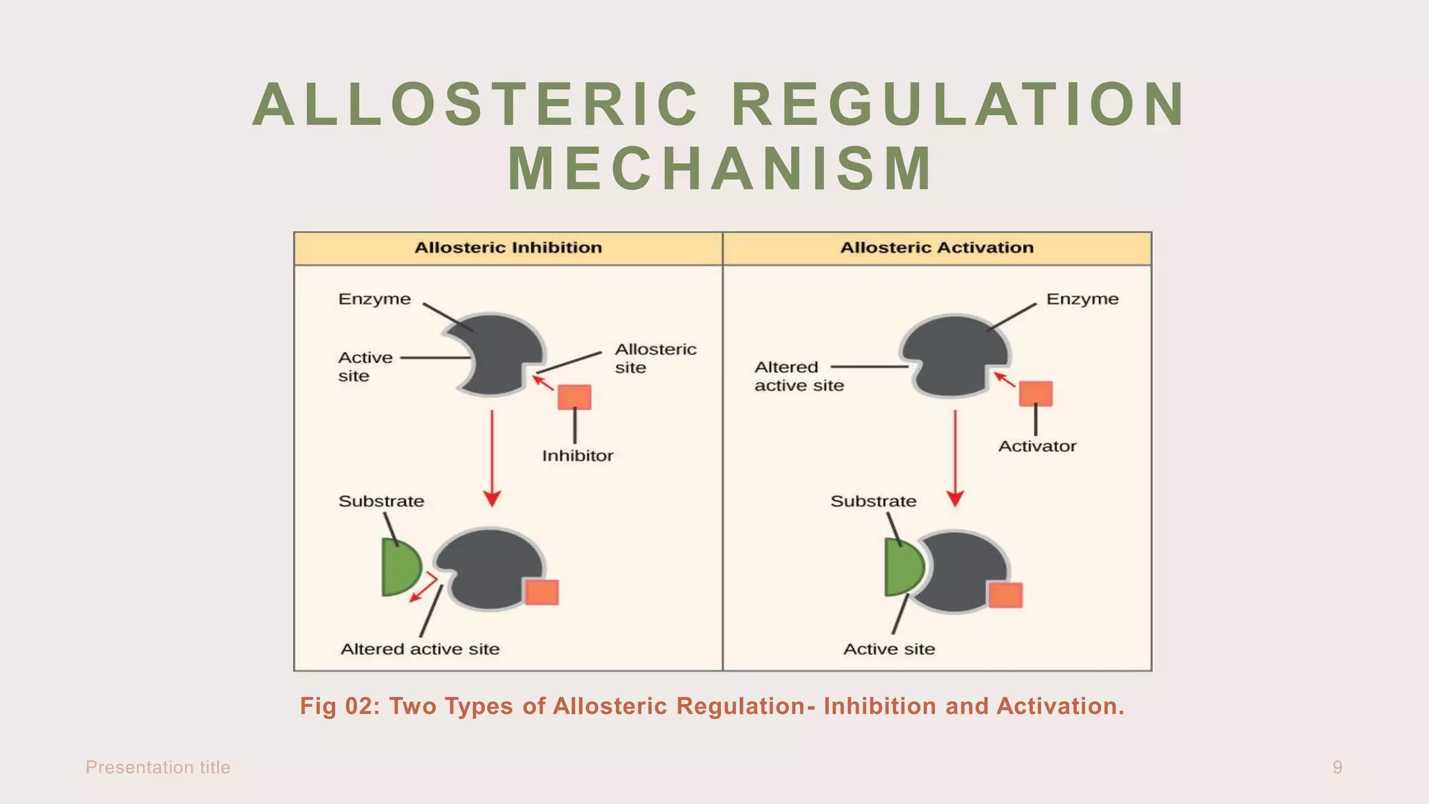 Allosteric-Enzymes ppt.pptx