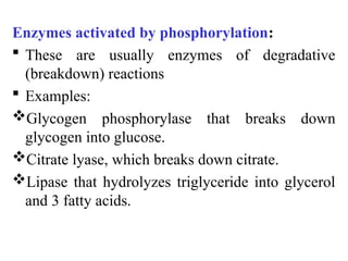 Allosteric and Feedback Regulation of Enzymes.ppt
