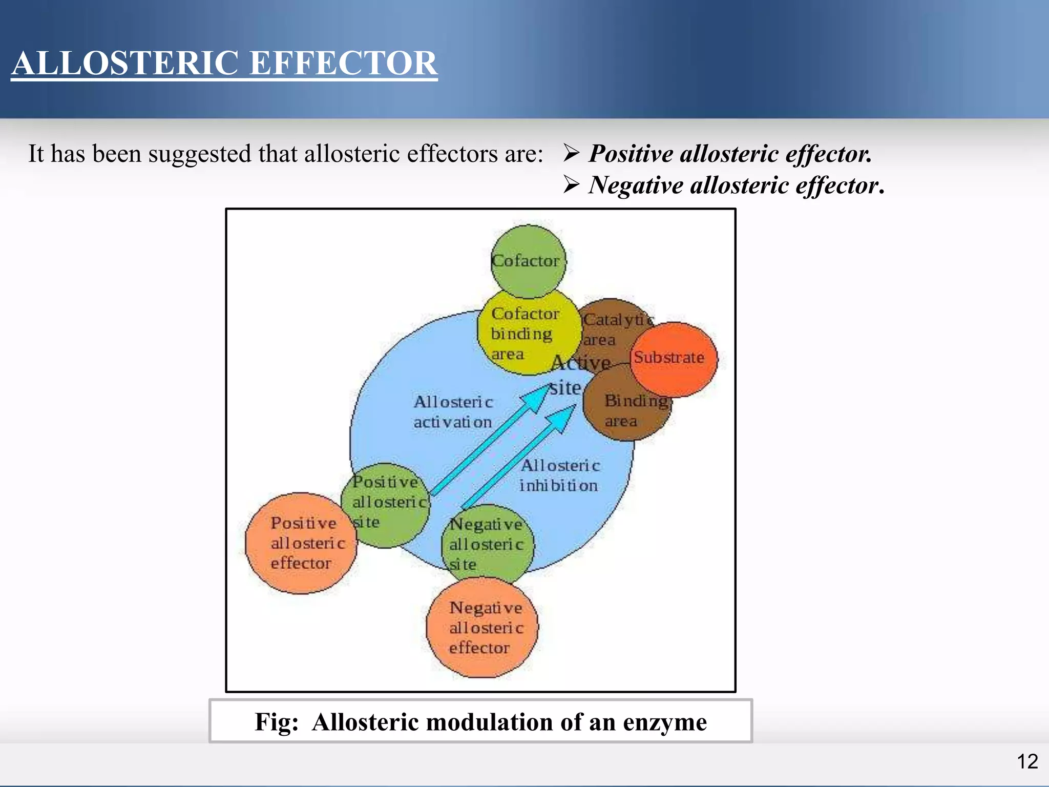 Allosteric enzymes | PPTX