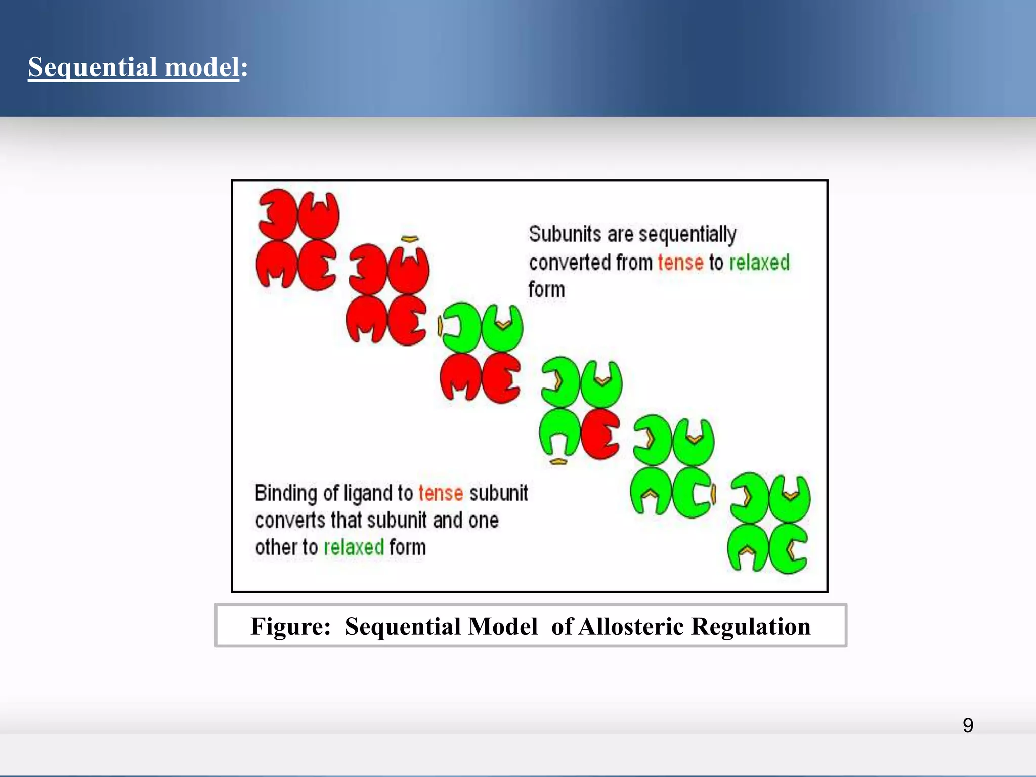 Allosteric enzymes | PPTX