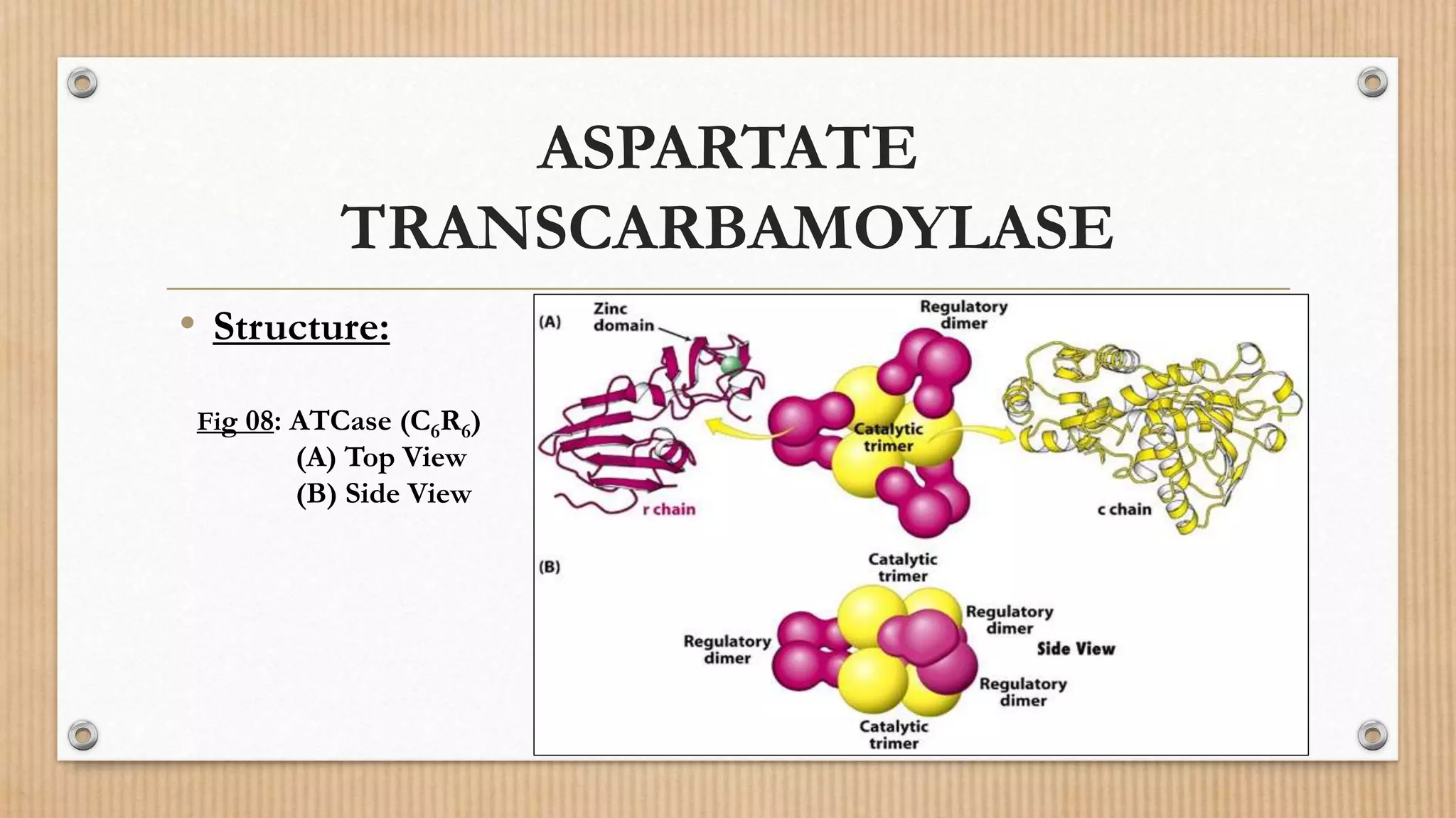 Allosteric enzymes | PPTX