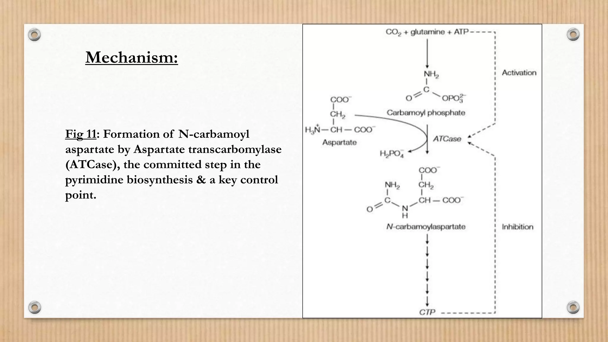 Allosteric enzymes | PPTX