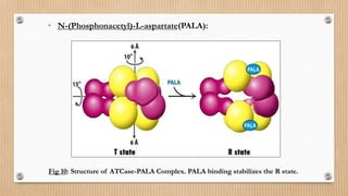 Allosteric enzymes | PPTX