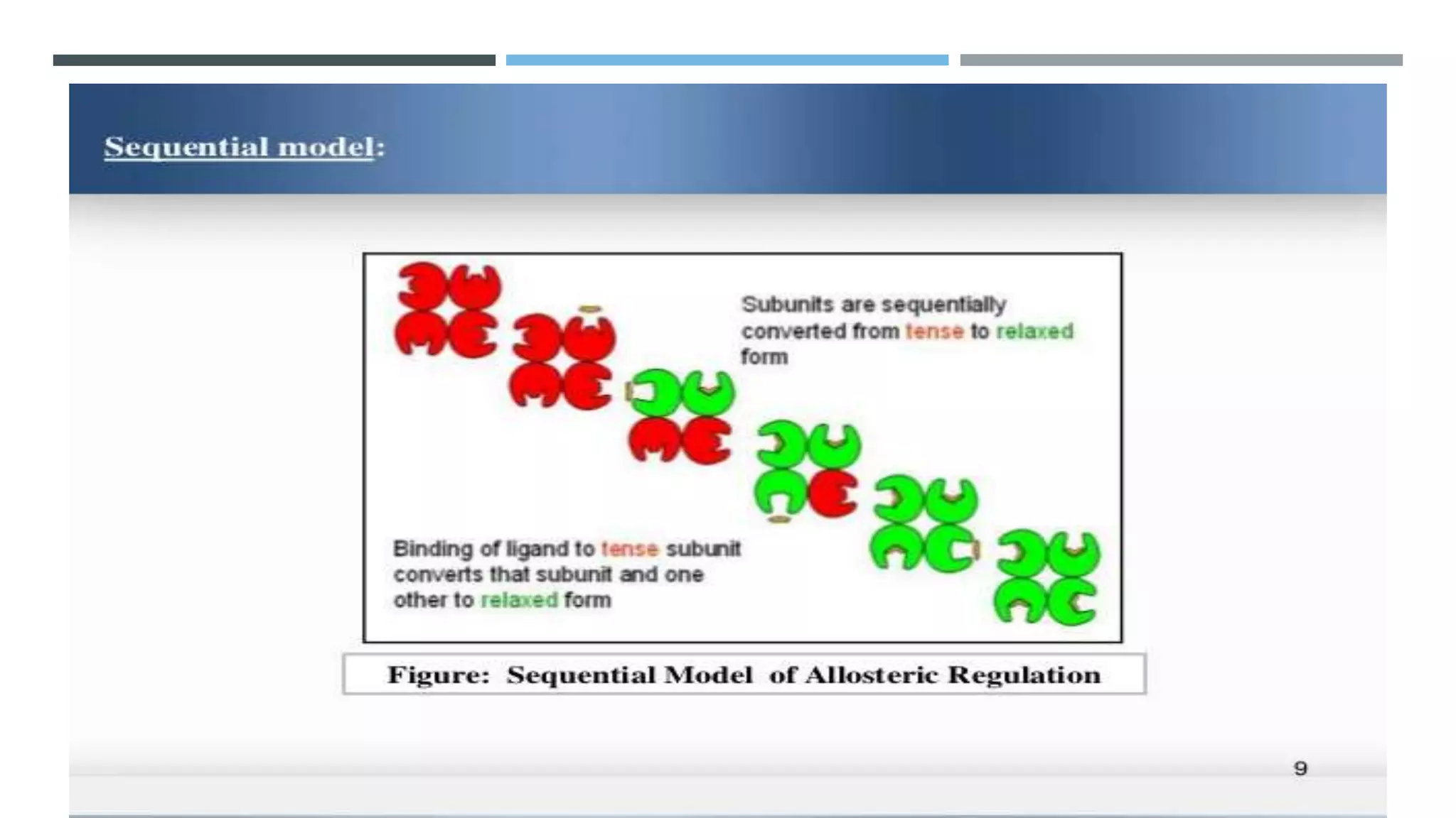 Allosteric enzymes and their regulation | PPTX