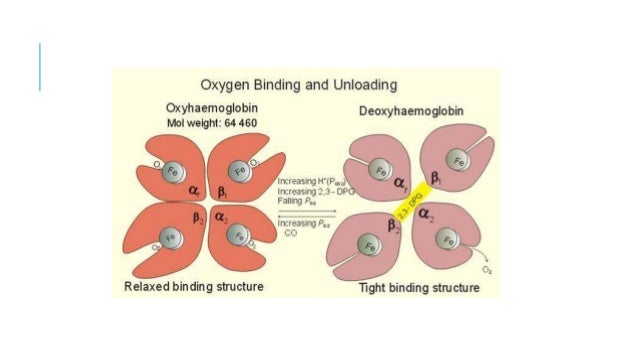 Allosteric property of hemoglobin