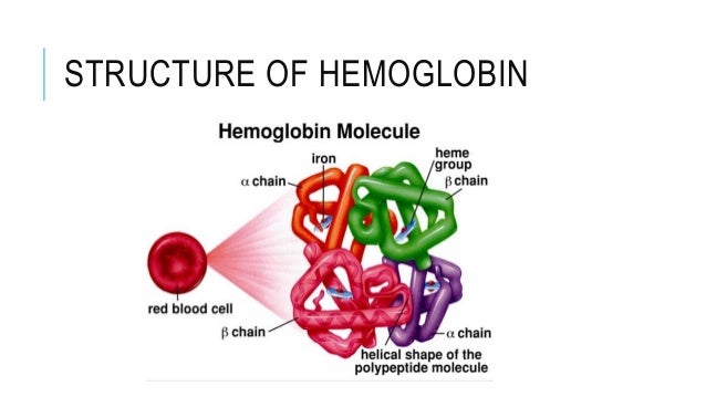 Allosteric property of hemoglobin