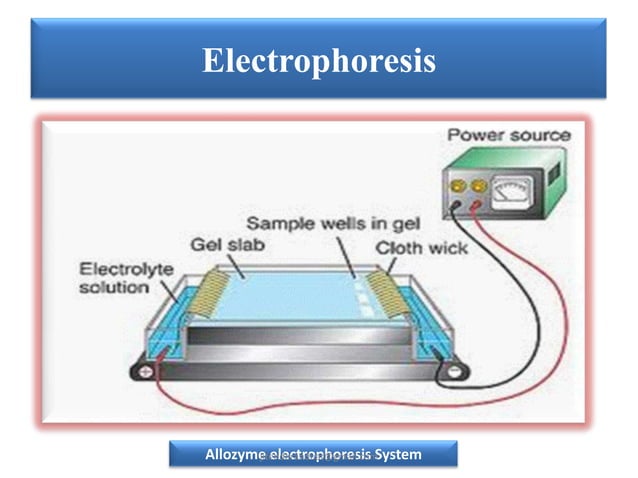 Allozymes and isozymes | PPTX