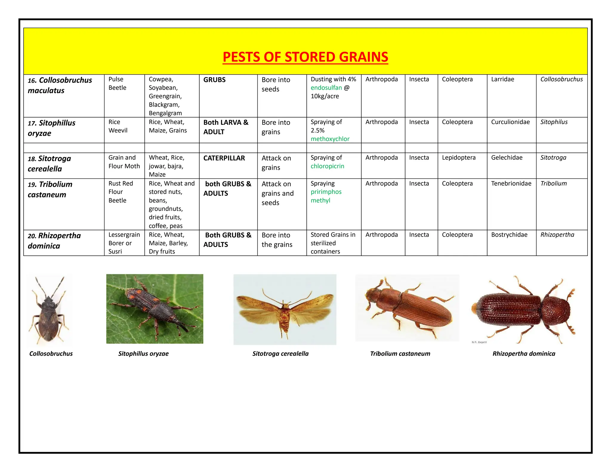 ALL PESTS of Crops। BSc Zoology । V. Mewati | PDF