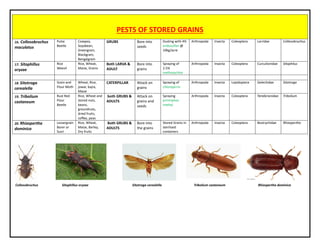 ALL PESTS of Crops। BSc Zoology । V. Mewati | PDF