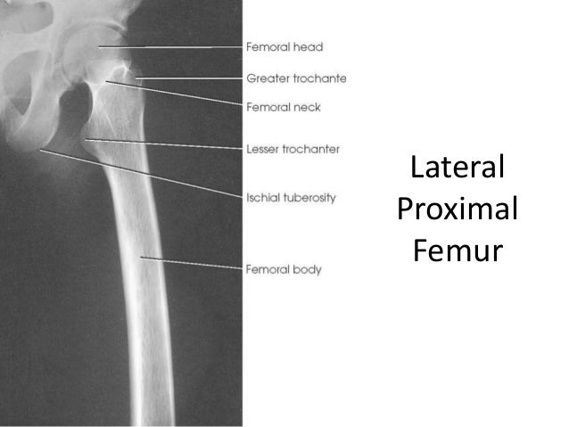 All projections Anatomy