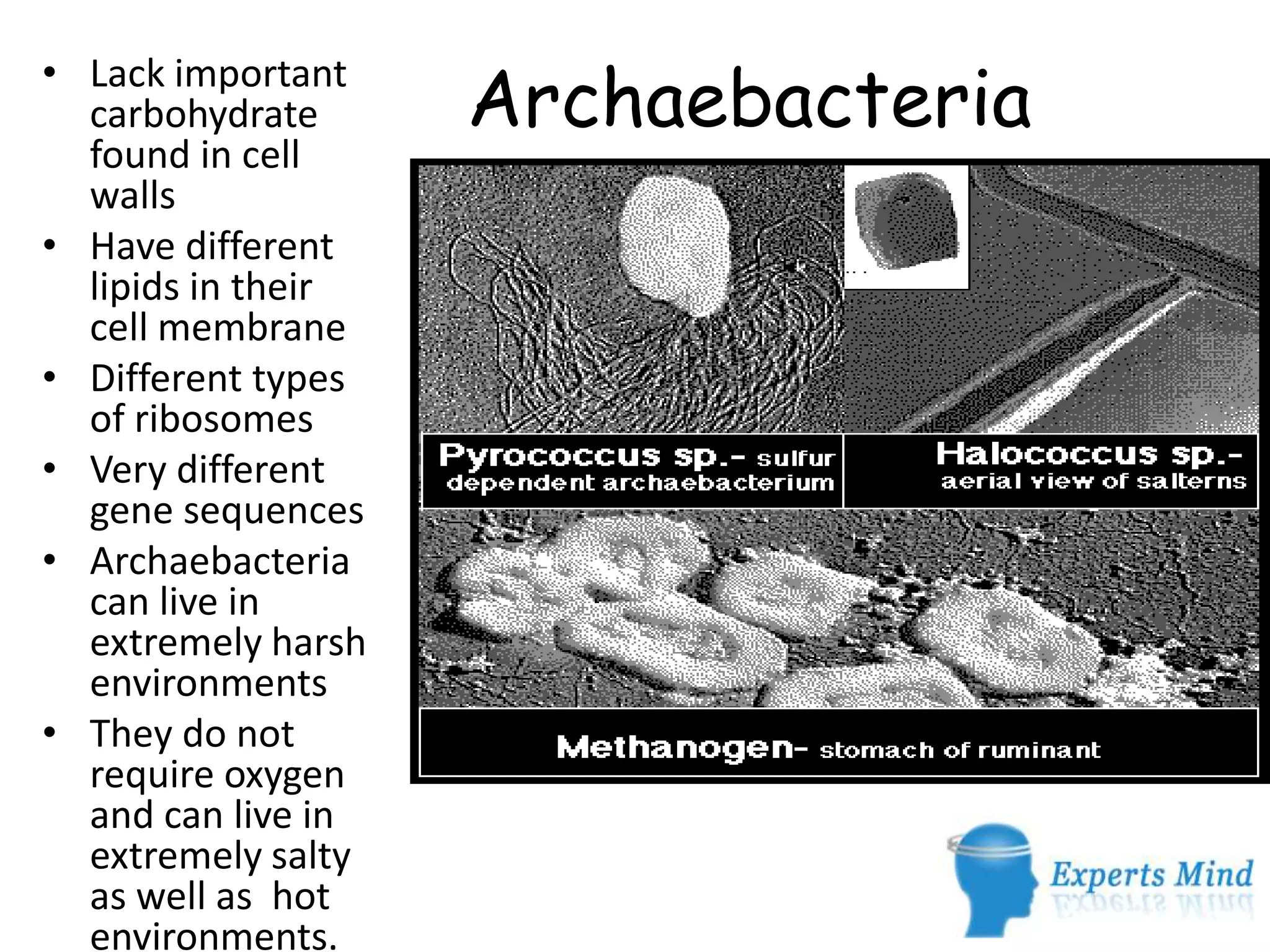 All prokaryotes are in the monera kingdom | PPT