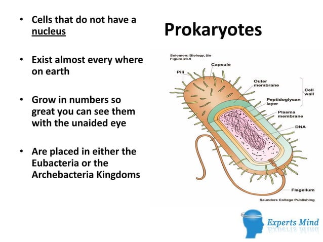 All prokaryotes are in the monera kingdom | PPT