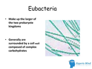 All prokaryotes are in the monera kingdom | PPTX
