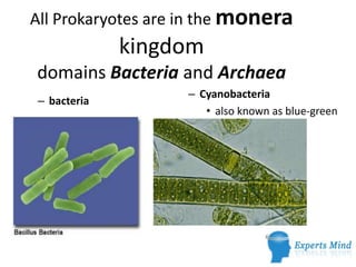 All prokaryotes are in the monera kingdom | PPT