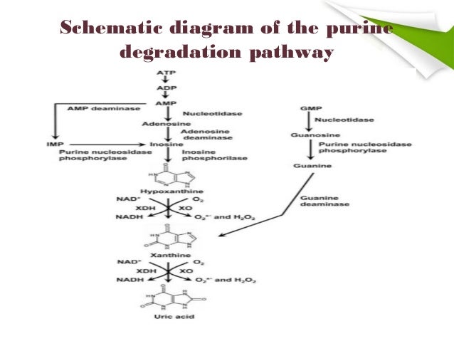 Allopurinol drug information