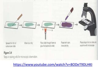 All staining techniques | PPT